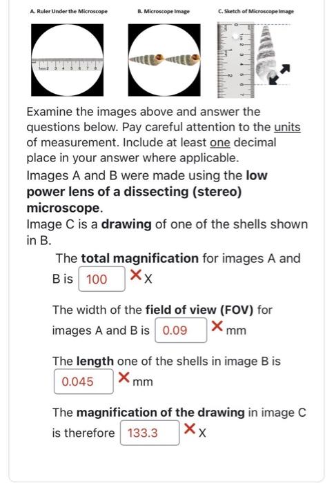 Solved A. Ruler Under the Microscope B. Microscope image C. | Chegg.com