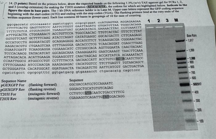 Solved 14. (3 points) Based on the primers below, draw the | Chegg.com