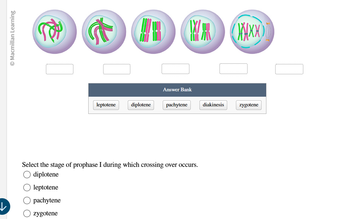 Solved Answer BankSelect the stage of prophase I during | Chegg.com