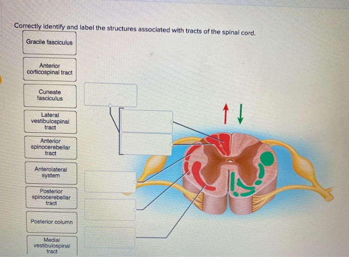 Solved Correctly identify and label the structures | Chegg.com