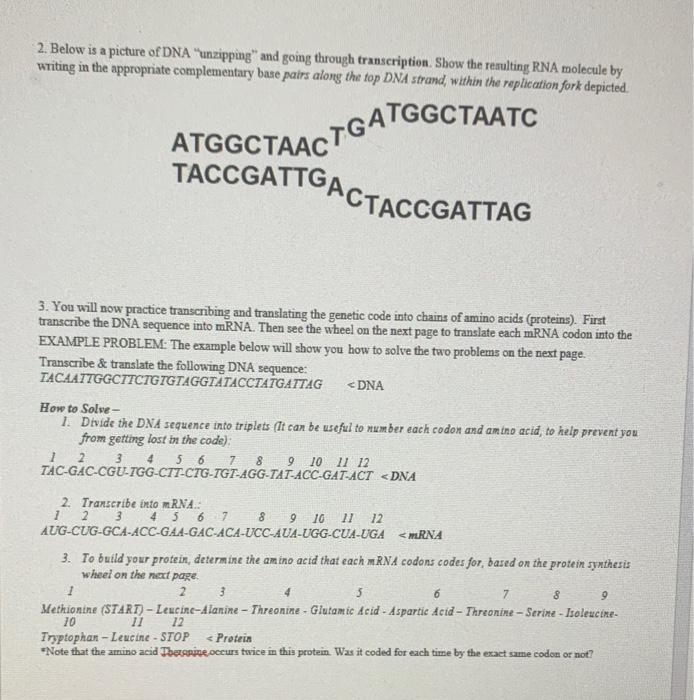 Solved 2. Below is a picture of DNA "unzipping" and going | Chegg.com