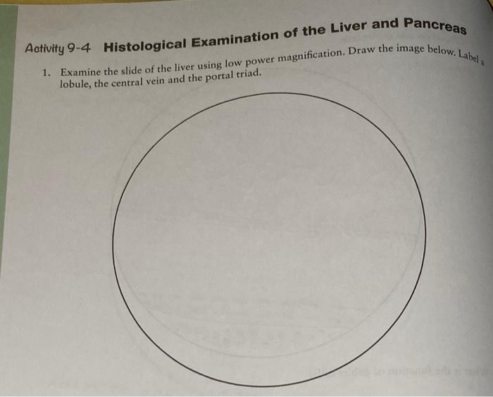 Solved 3. Examine the pancreas using low power | Chegg.com