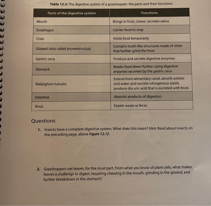 Solved Stomodeum (foregut) Mesenteron (midgut) Proctodeur | Chegg.com