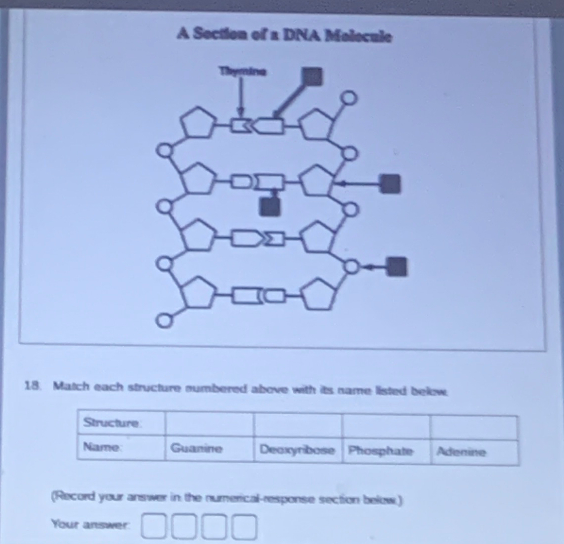 Solved A Sectilea of a DNA Malecale18. ﻿Match each structure | Chegg.com