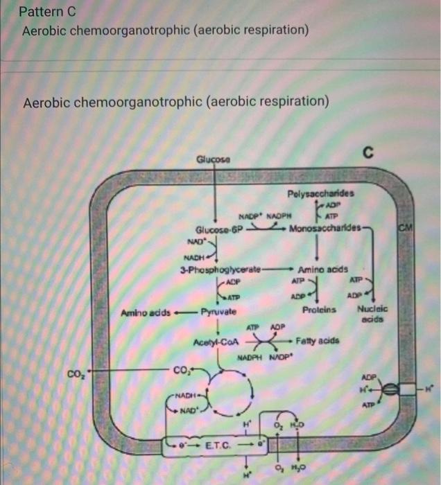 Solved Pattern C Aerobic chemoorganotrophic (aerobic | Chegg.com
