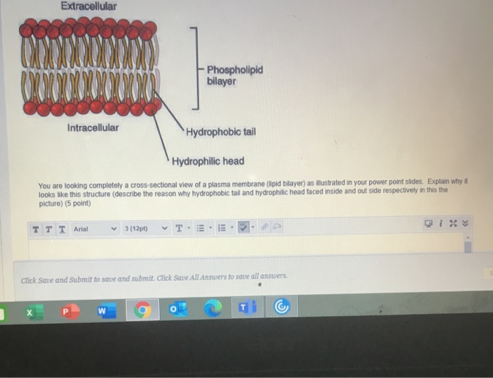 Solved Extracellular Phospholipid bilayer Intracellular | Chegg.com