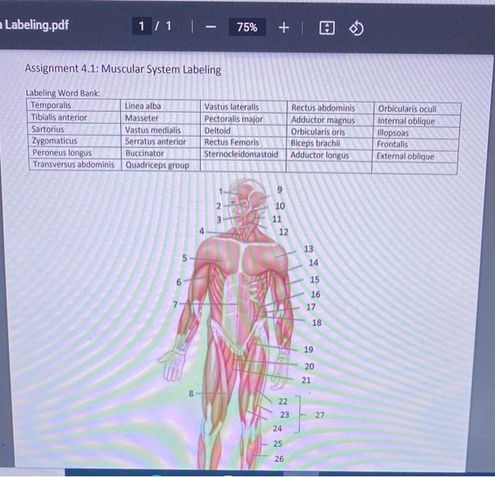 Solved Labeling.pdf 111 | 75% +1 O Assignment 4.1: Muscular | Chegg.com
