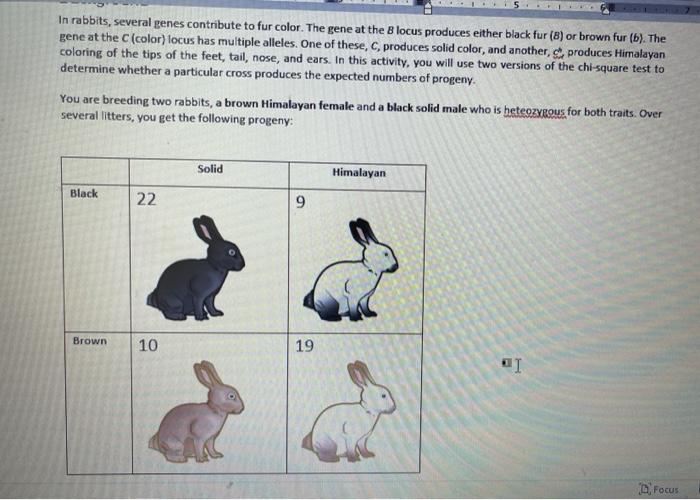 Solved In rabbits, several genes contribute to fur color. | Chegg.com