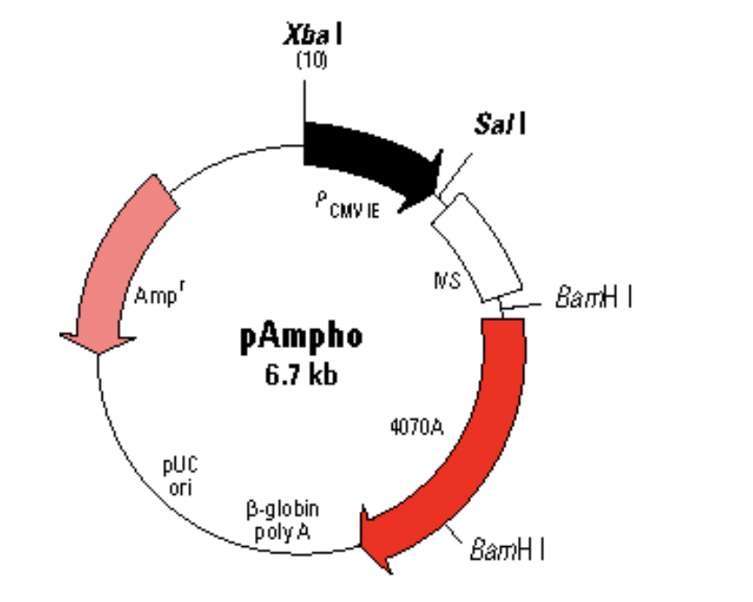 Solved You perform a restriction digest of the plasmid shown | Chegg.com