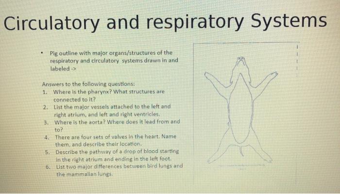 Solved Circulatory and respiratory Systems Pig outline with | Chegg.com