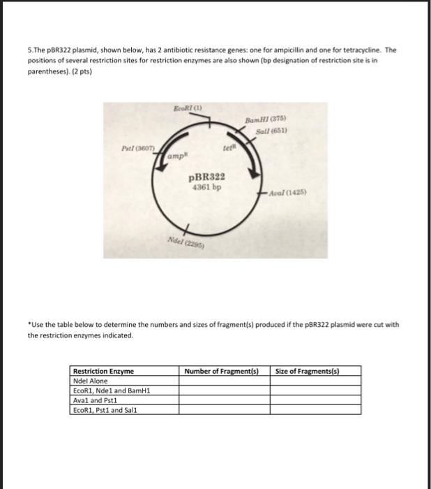 Solved Name B411 Restriction Enzyme Assignment Spts Due By | Chegg.com