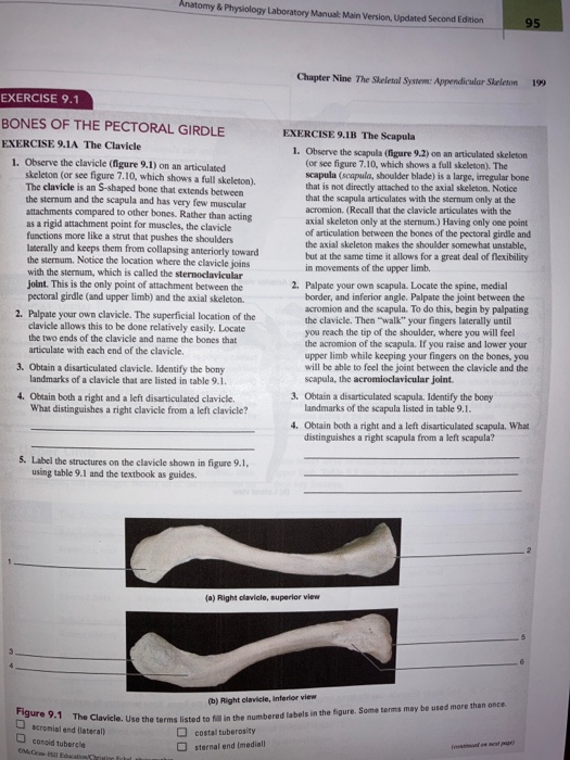 Solved Figure 9.1 The Clavicle. Use the terms listed to in | Chegg.com