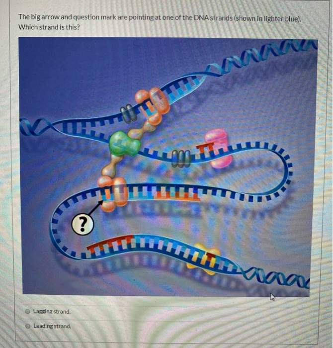 Solved The big arrow and question mark are pointing at one | Chegg.com
