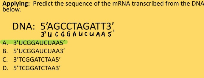 Solved Applying: Predict the sequence of the mRNA | Chegg.com