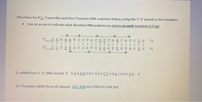 Solved Directions for #1: Transcribe and then Translate DNA | Chegg.com