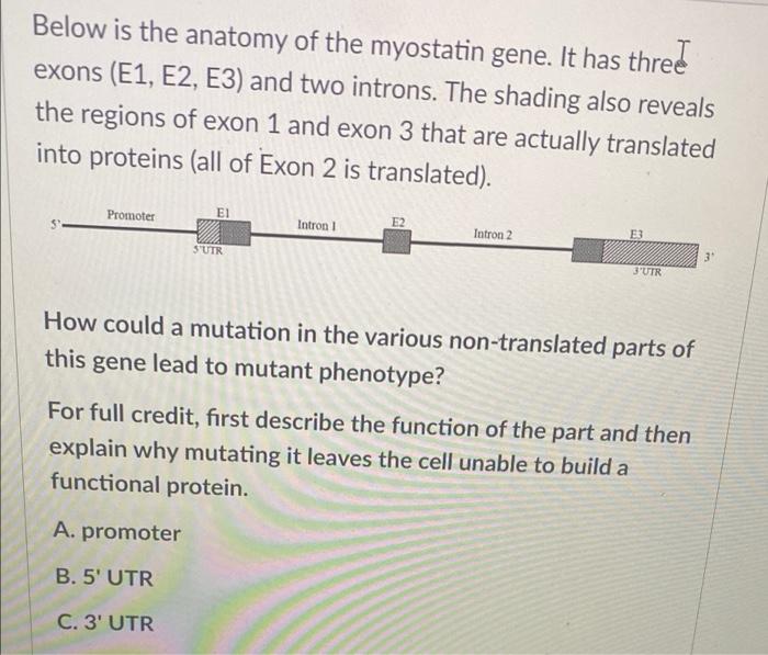 Solved Below is the anatomy of the myostatin gene. It has | Chegg.com