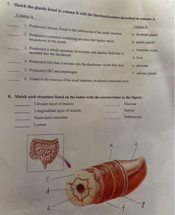 Solved 7. Match the glands listed in column B with the | Chegg.com