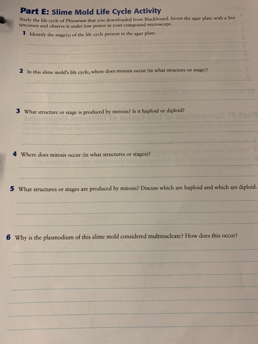 Part E: Slime Mold Life Cycle Activity Study the life | Chegg.com