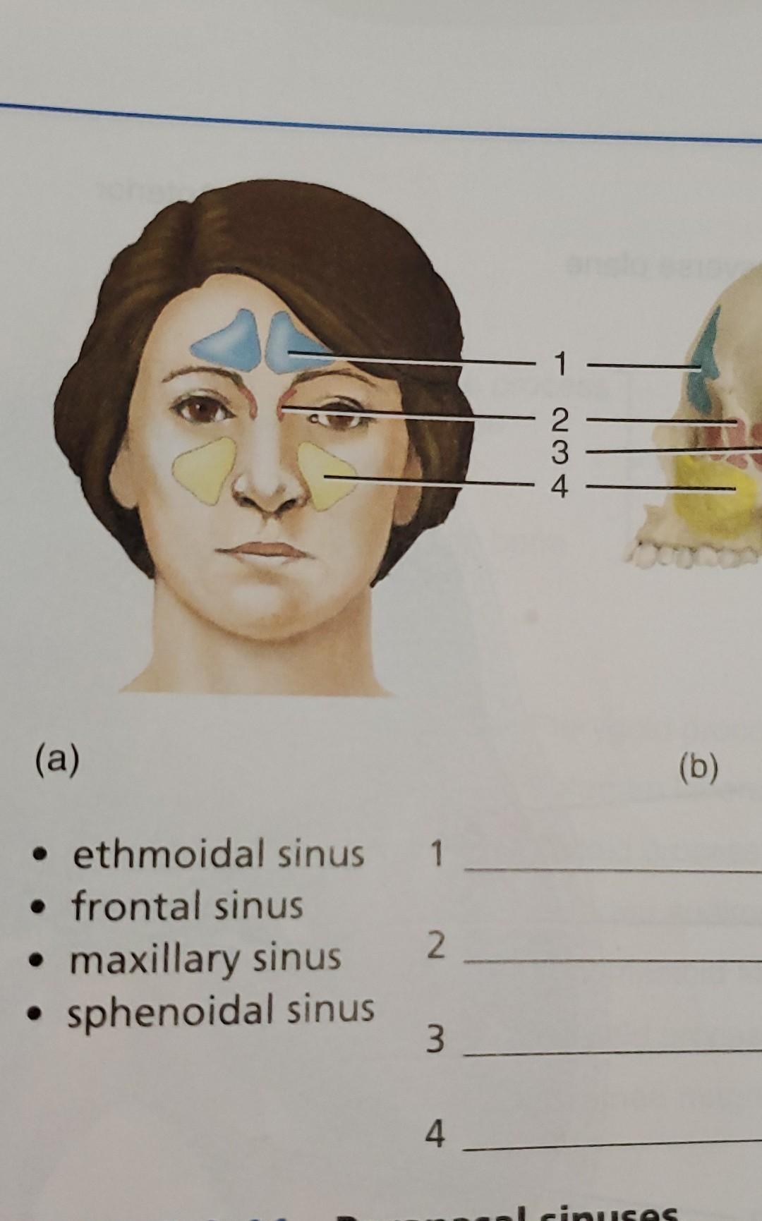 Solved 1 - 2 3 4 (a) (b) • ethmoidal sinus 1 • frontal sinus | Chegg.com