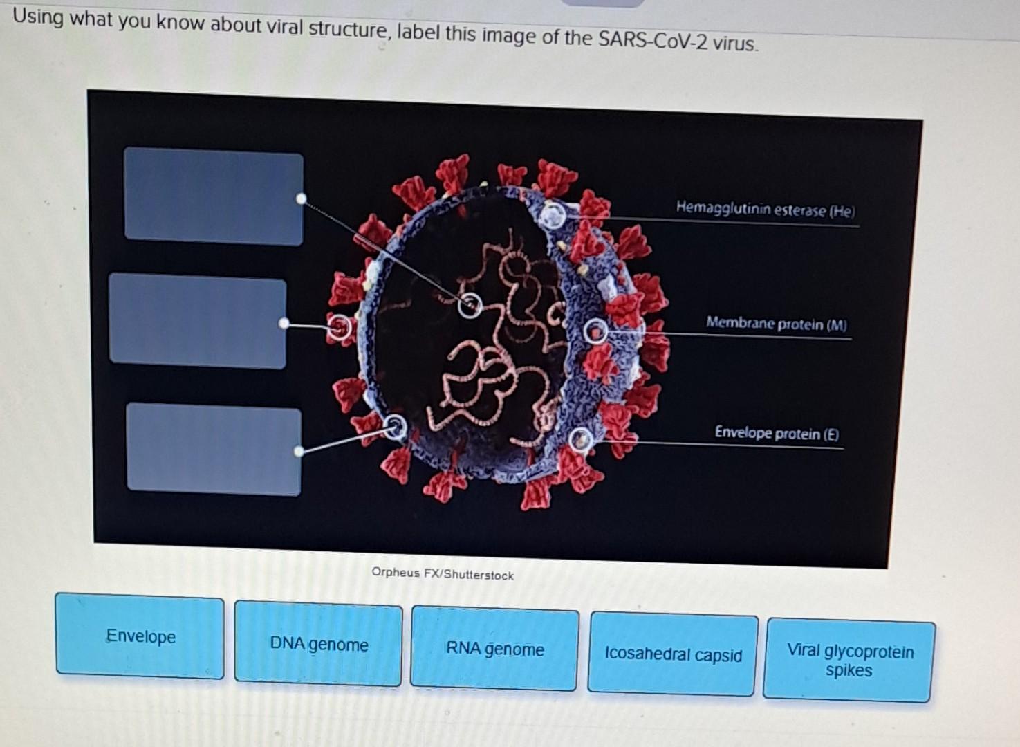 Solved Using what you know about viral structure, label this | Chegg.com