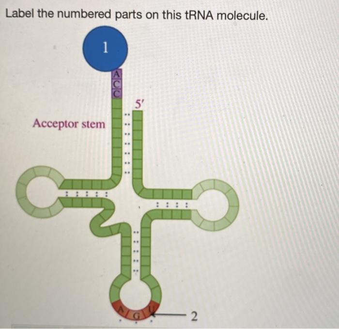 Solved Label the numbered parts on this tRNA molecule. 5' | Chegg.com