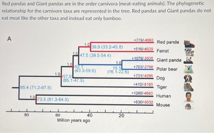 Solved Question 2 Using the phylogenetic tree in the Panda | Chegg.com
