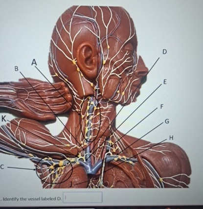 Solved KA.Identify the vessel labeled D.D | Chegg.com