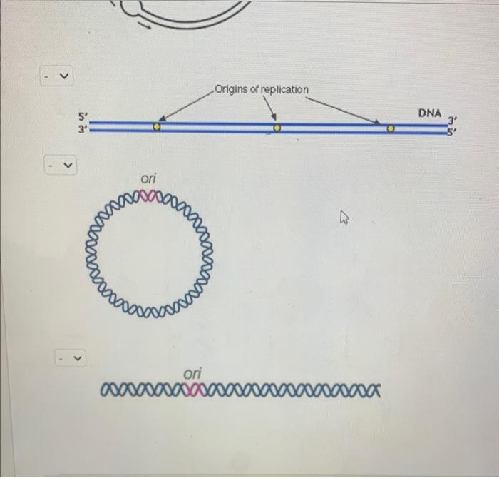 Solved In the native CRISPR system, what is the purpose of | Chegg.com