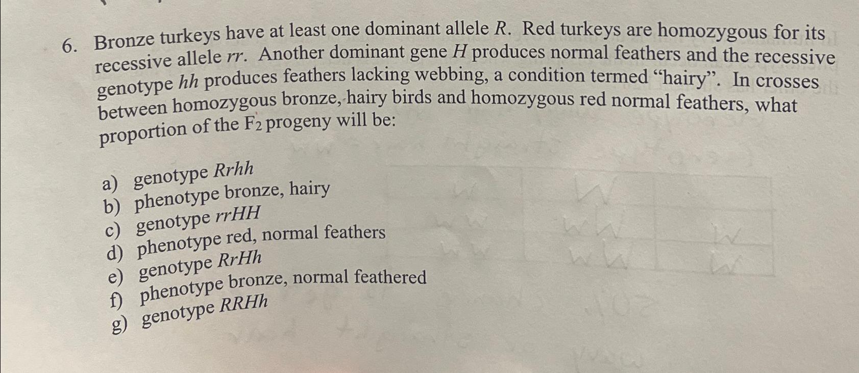 Solved Bronze turkeys have at least one dominant allele R. | Chegg.com