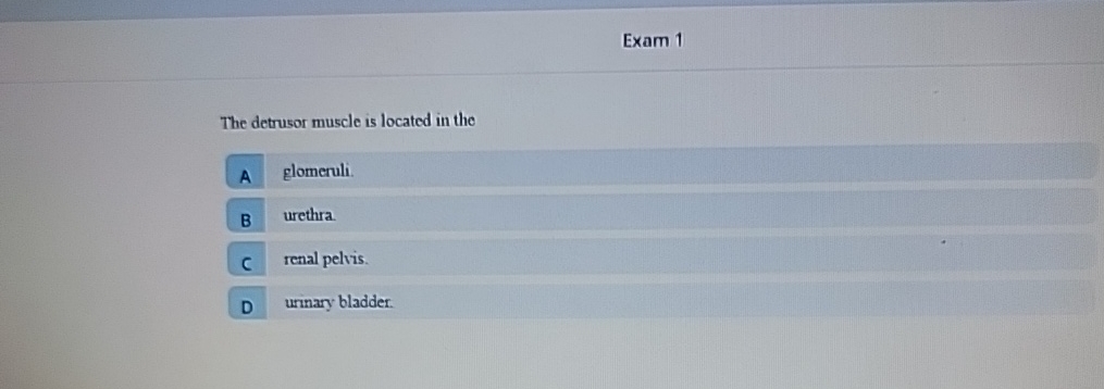Solved Exam 1The detrusor muscle is located in | Chegg.com