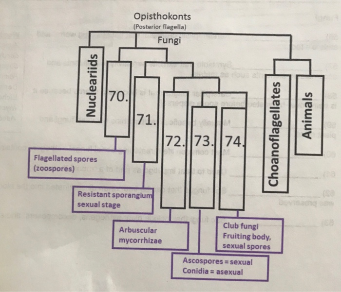 Solved Opisthokonts (Posterior flagella) Fungi Nucleariids | Chegg.com