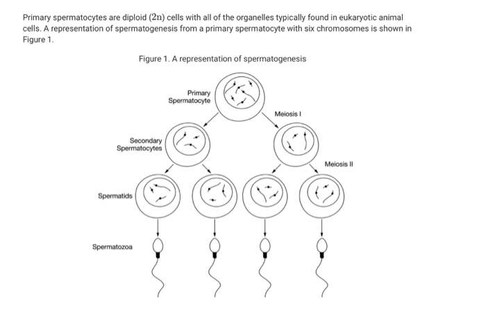 Solved 1. Describe the process in meiosis that ensures that | Chegg.com