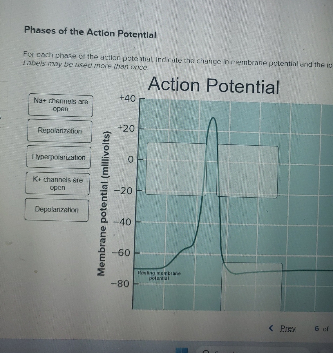 Solved Phases of the Action PotentialFor each phase of the | Chegg.com