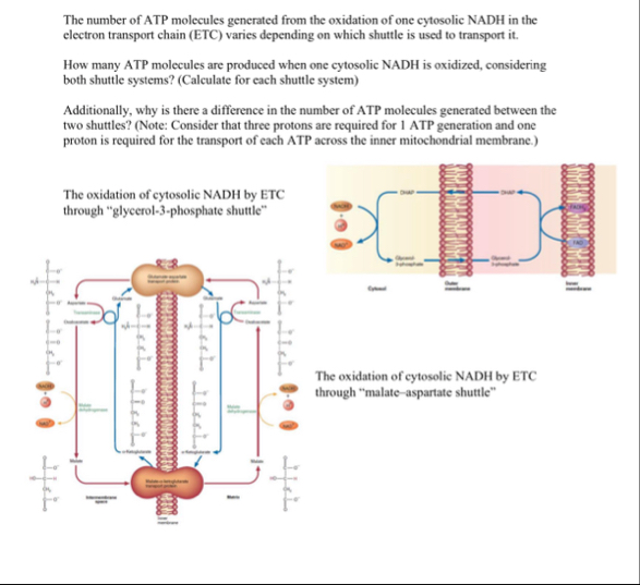 Solved The number of ATP molecules generated from the | Chegg.com