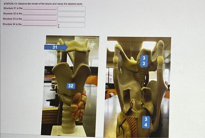 Solved STATION 13: Observe the model of the larynx and name | Chegg.com