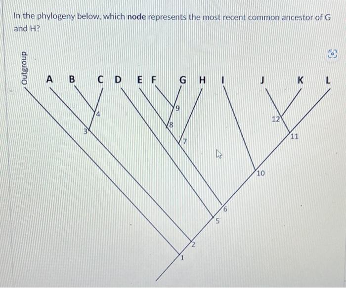 Solved In the phylogeny below, which node represents the | Chegg.com