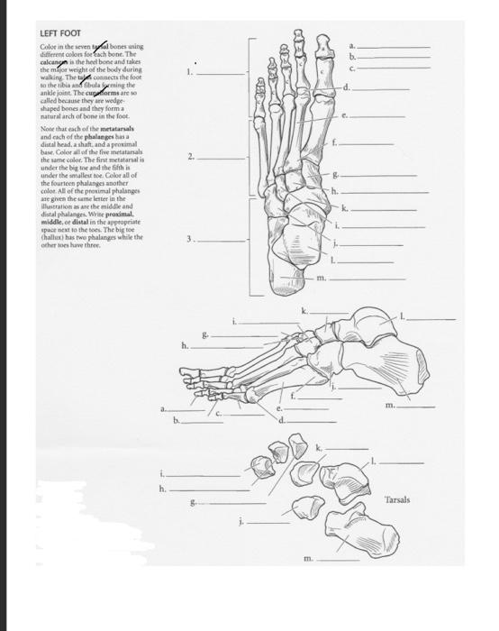 Solved b. c 23 LEFT FOOT Color in the seventy bones using | Chegg.com