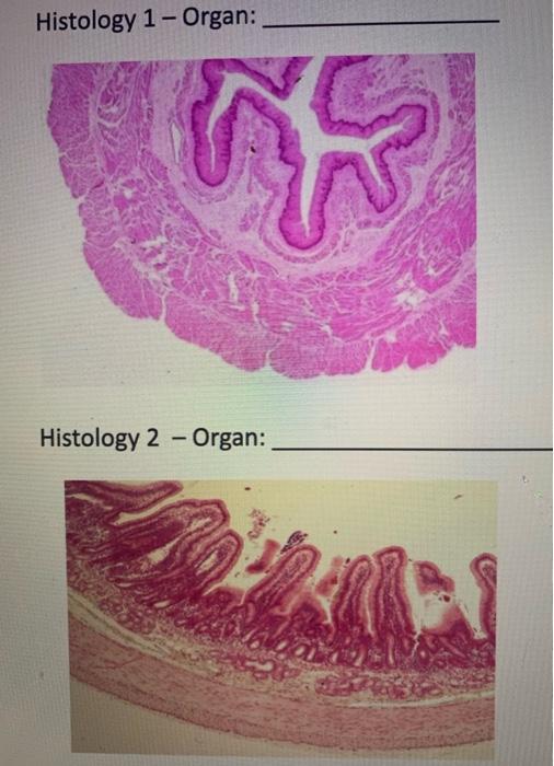 Solved Identify the organs below Histology 1 Organ: | Chegg.com