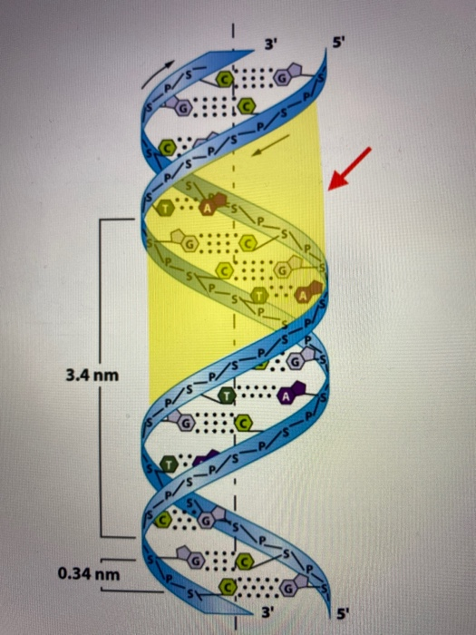 Solved .. 3.4 nm G . 0.34 nm 3.4 nm 0.34 nm Name this part | Chegg.com