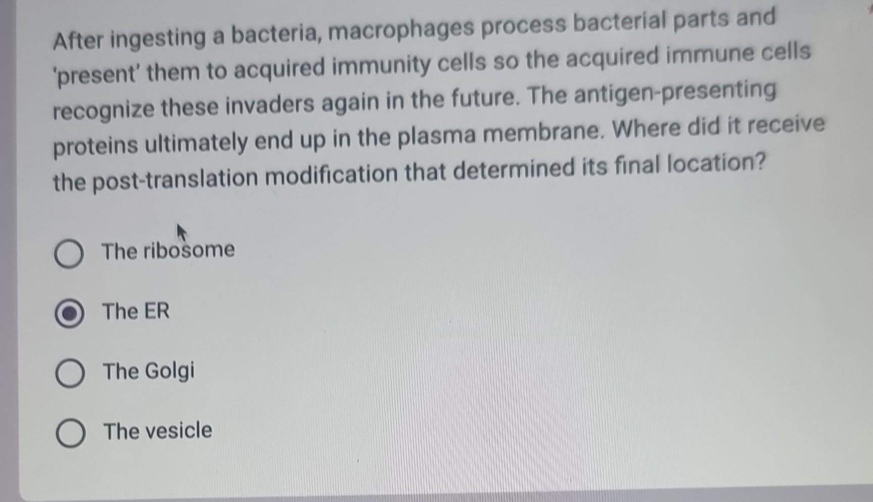 Solved After ingesting a bacteria, macrophages process | Chegg.com