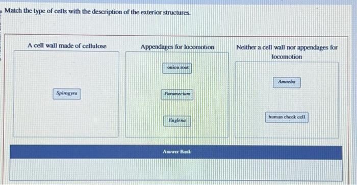 Solved Match the type of cells with the description of the | Chegg.com