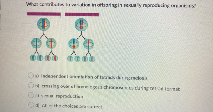Solved What contributes to variation in offspring in | Chegg.com
