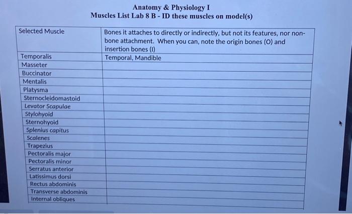 Solved Anatomy \& Physiology I Muscles List Lab 8 B - ID | Chegg.com