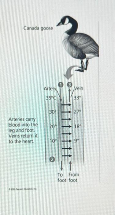 Solved Canada goose Arteries carry blood into the leg and | Chegg.com