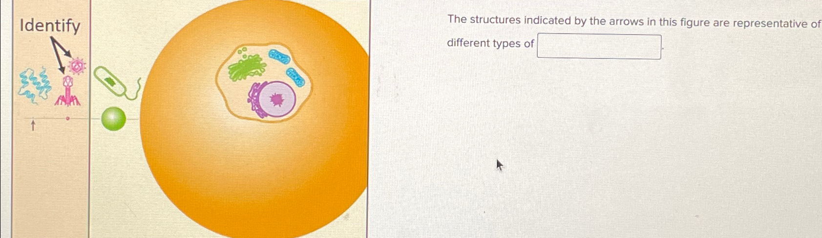 Solved The structures indicated by the arrows in this figure | Chegg.com