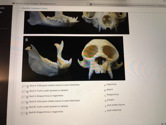 Solved Test Activity Primates-2021 Spring Term ces Question | Chegg.com