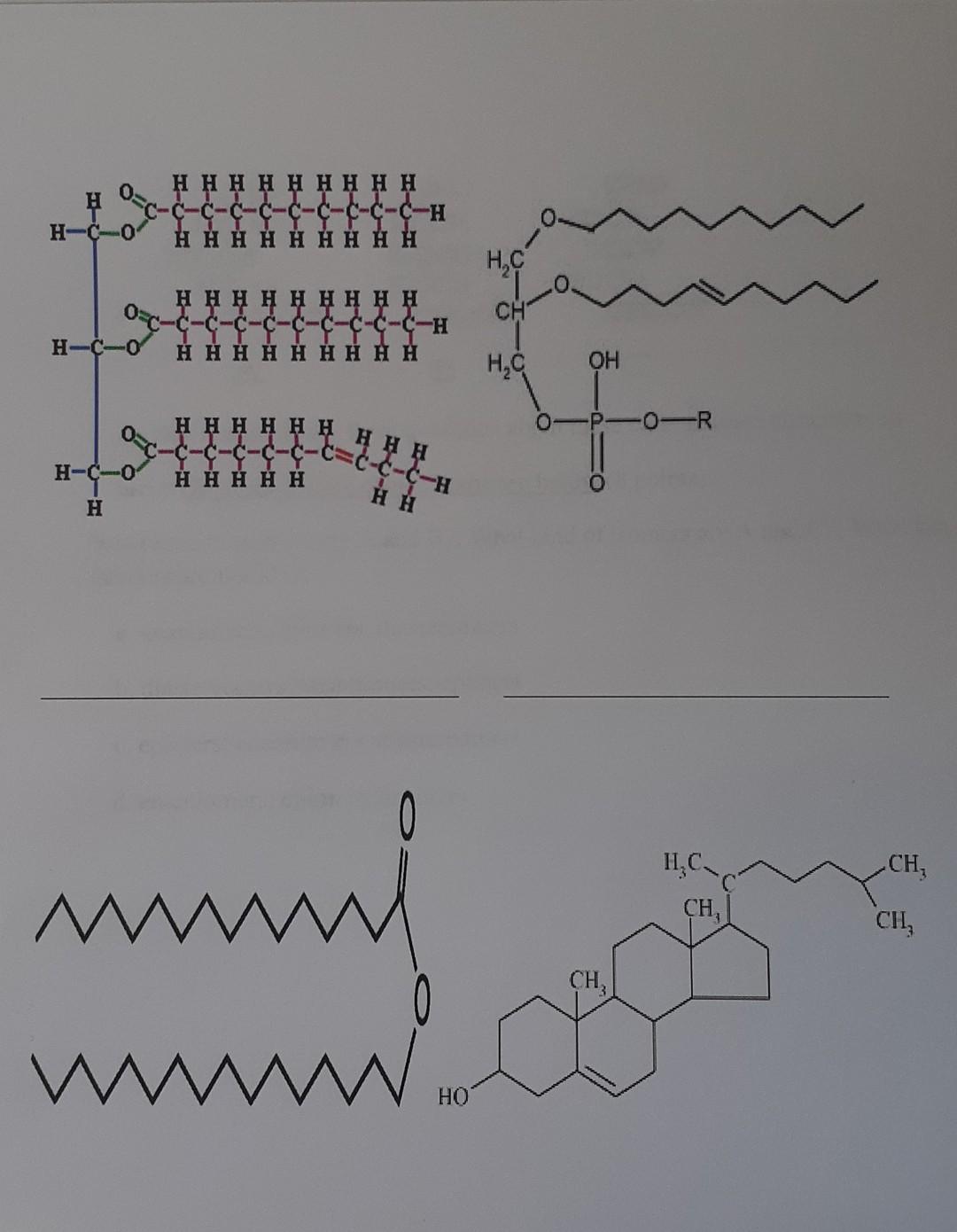 Solved identify the different types of lipids and label the | Chegg.com