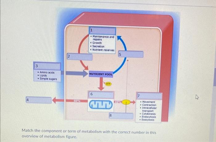 Solved Match the component or term of metabolism with the | Chegg.com