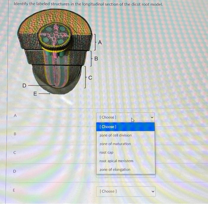 Solved Identify the labeled structures in the longitudinal | Chegg.com
