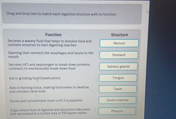 Solved Drag and drop text to match each digestive structure | Chegg.com
